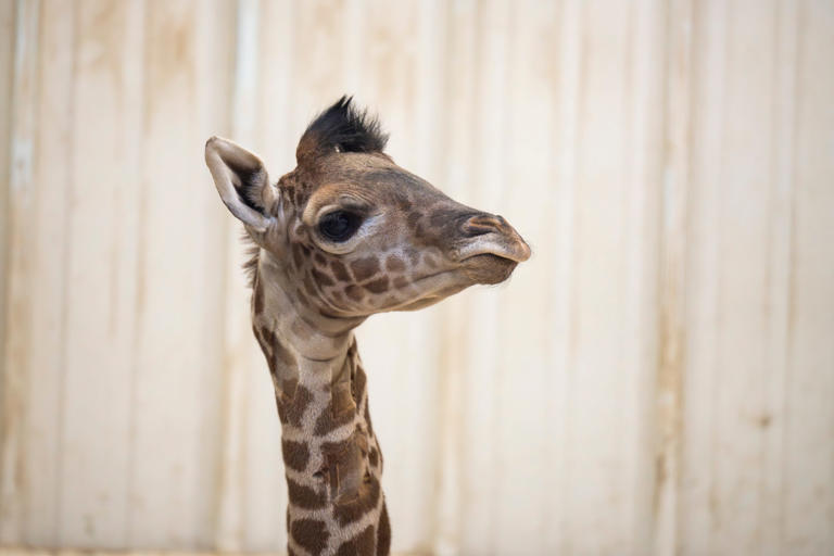 Columbus Zoo reveals name of new baby giraffe