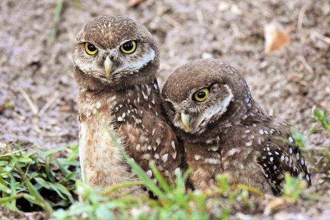 9 fascinating burrowing owl facts