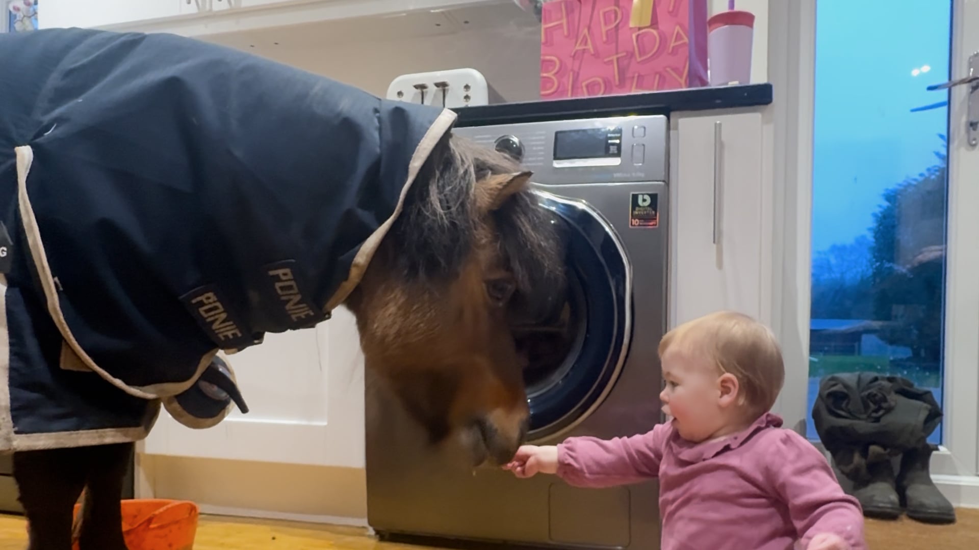 Toddler and mini pony share special bond - eating together indoors