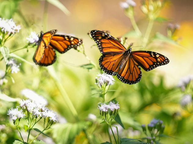 Monarch population rises in Mexico, but California numbers fall near ...