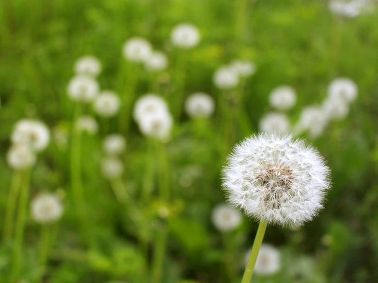 2026 allergy season forecast: When pollen levels will be bad in MD