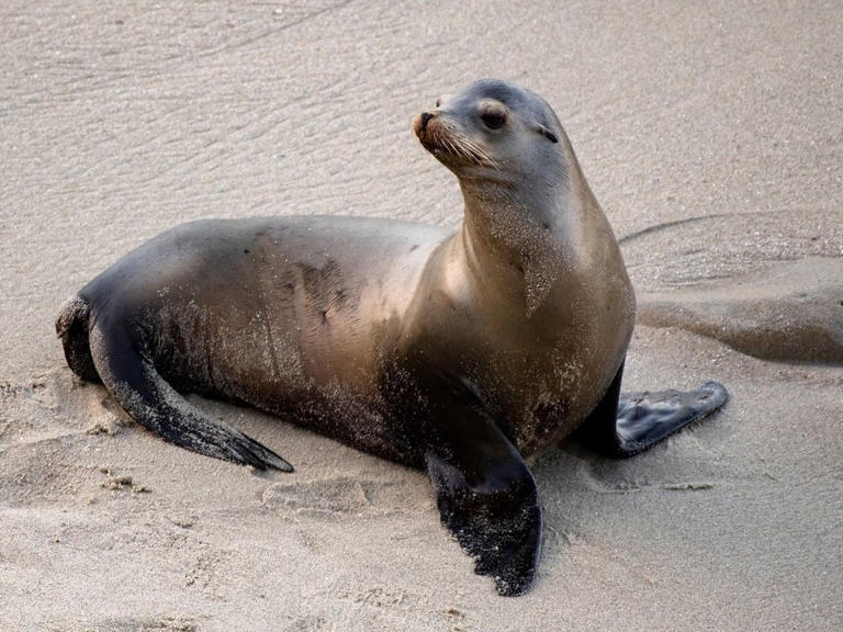 Rescued sea lion pups released to ocean in Redondo Beach after being ...