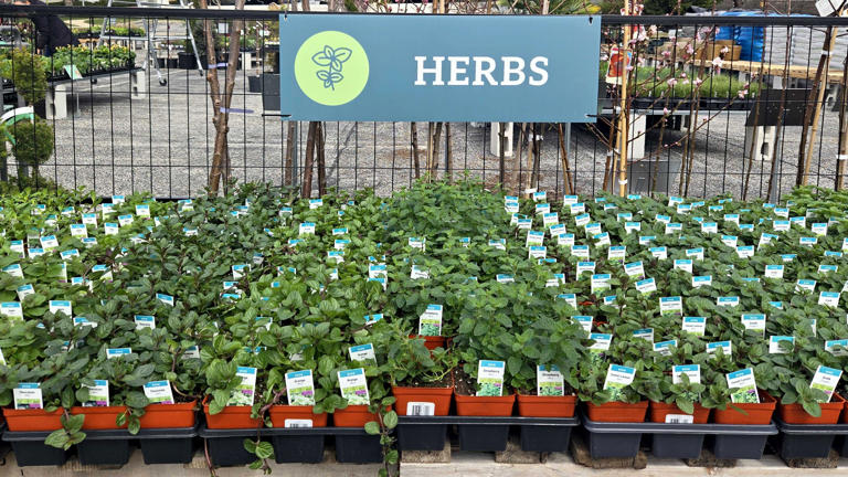 Second Chance Plants brings discounted garden pop-up to Columbia Mall