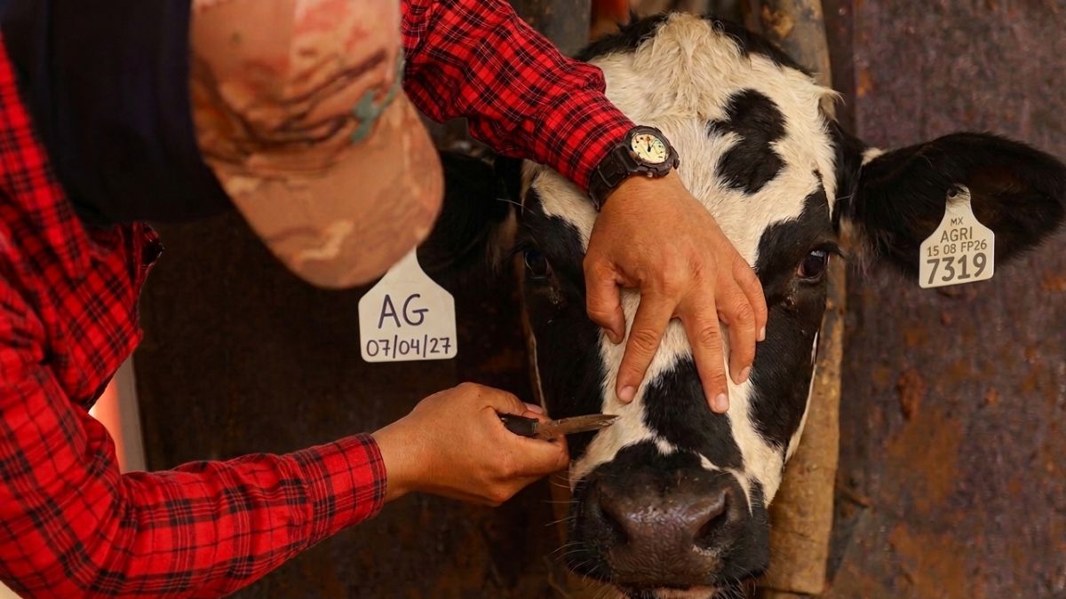 Guanajuato confirma 5 casos de gusano barrenador; 4 aún continúan activos