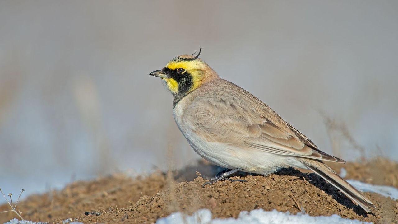 The horned lark is 2026's bird of the year – here's how to spot this ...
