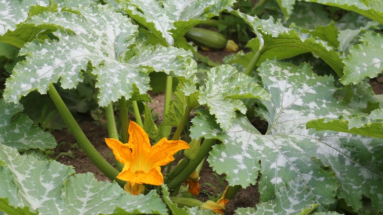 15 hearty plants perfect for raised planter boxes