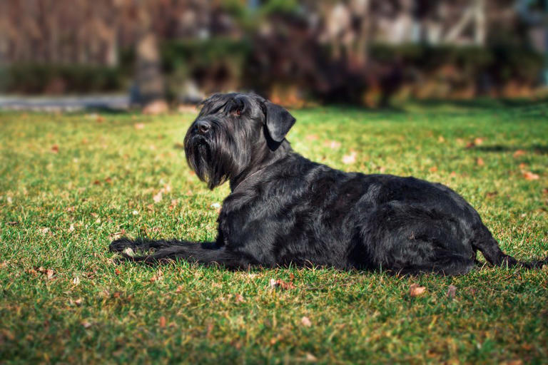 Perché Maltesi e Barboncini perdono meno pelo: le razze di cani che non ...
