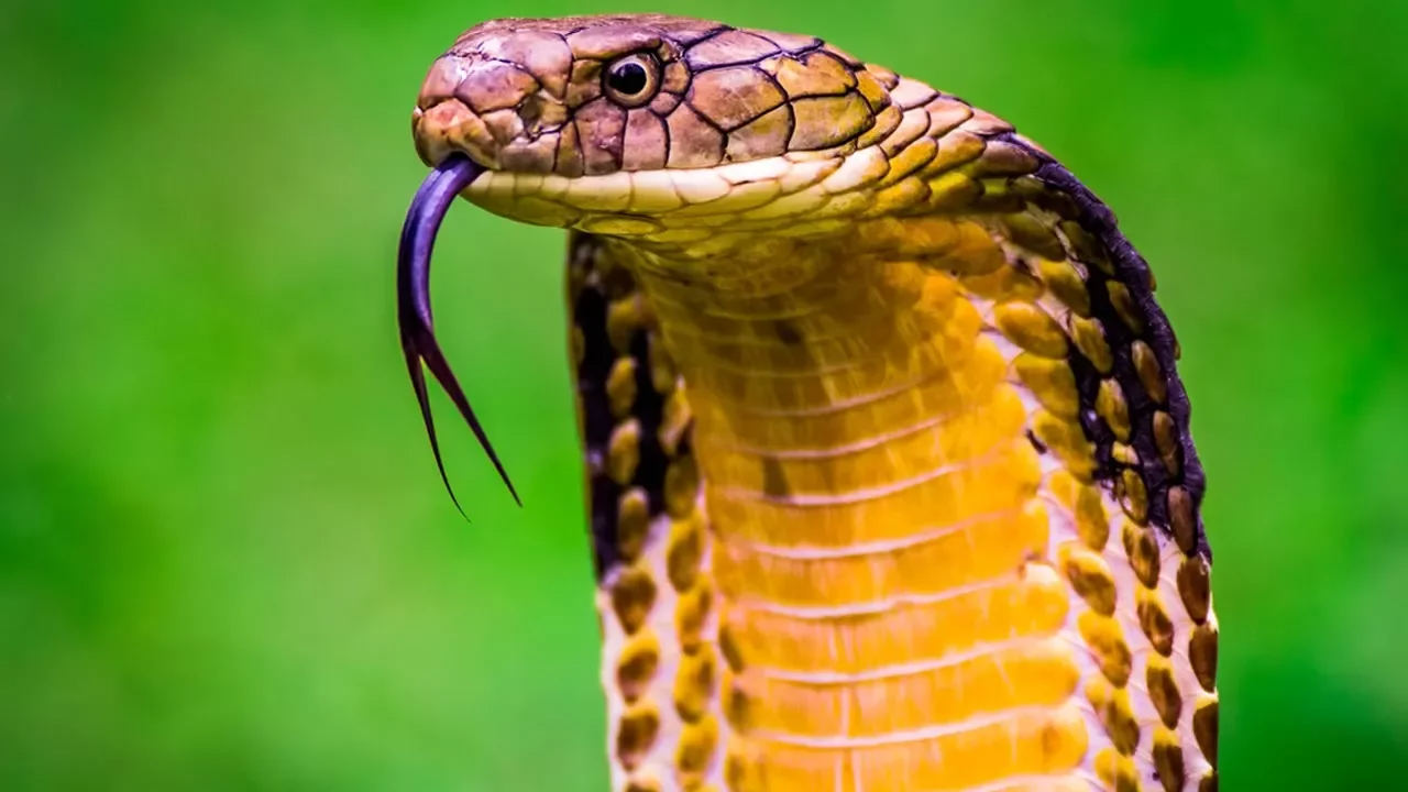 25 most dangerous venomous animals on Earth
