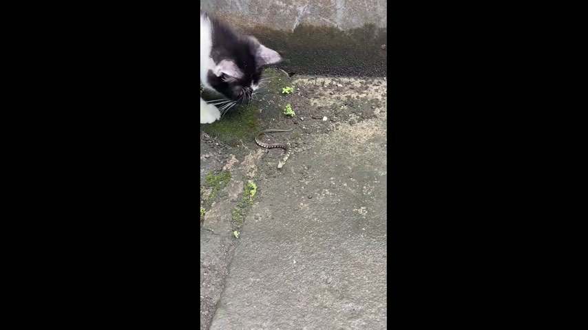 Cats take turns chasing and poking snake in Purwokerto, Java, Indonesia