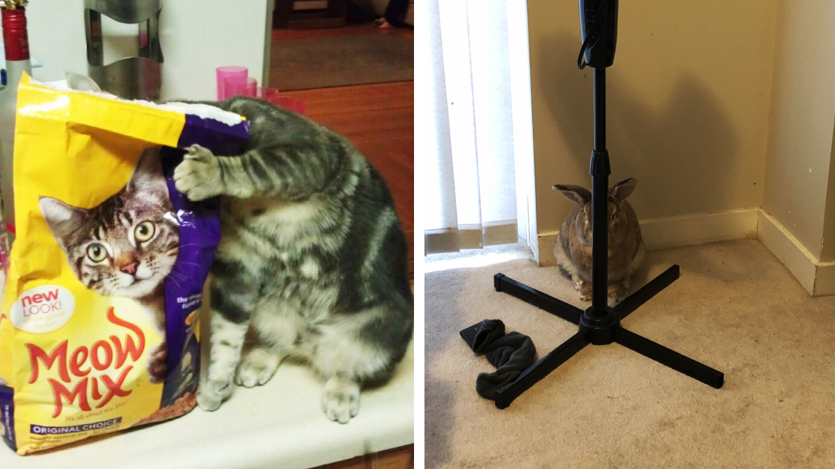 20 animals who think their camouflage is working