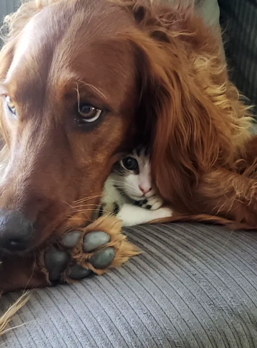 20 animals who think their camouflage is working