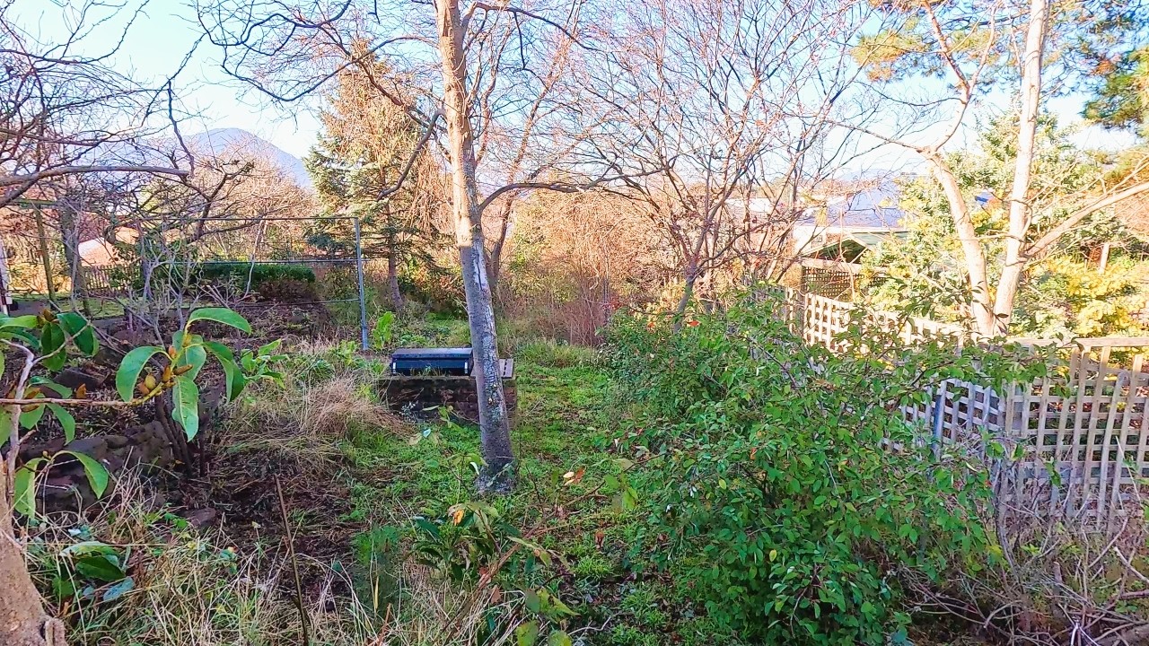 I transformed this overgrown yard in 10 hours! 🌿