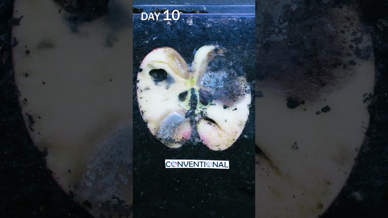Apple slice underground time lapse