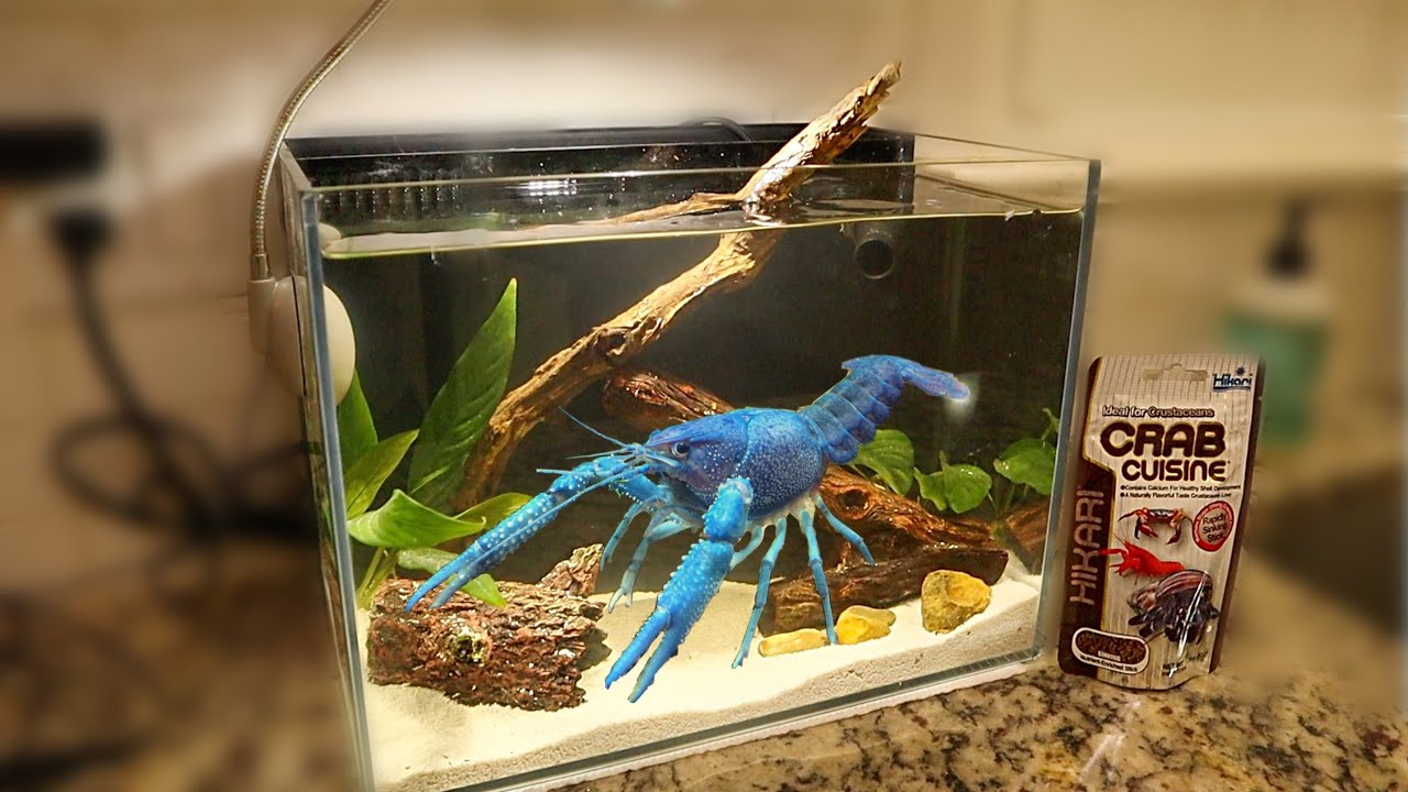 I caught a giant electric blue lobster! 🦞