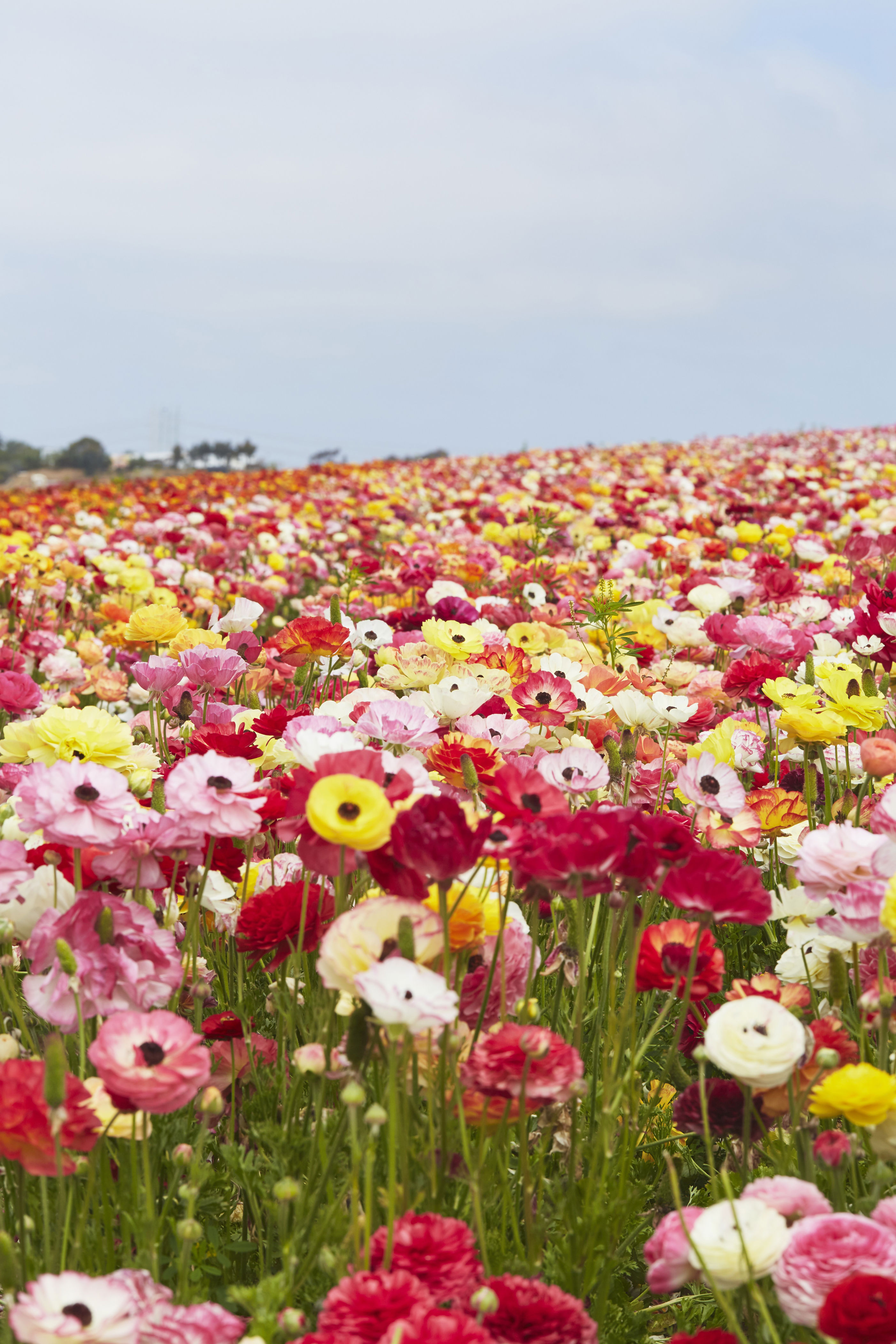 Where to see the best flower fields in the US right now