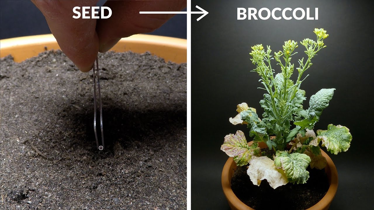 Mesmerizing broccoli growth in 51 days