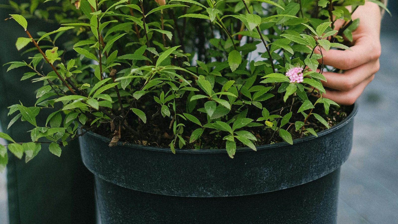 Plants that seem to have minds of their own