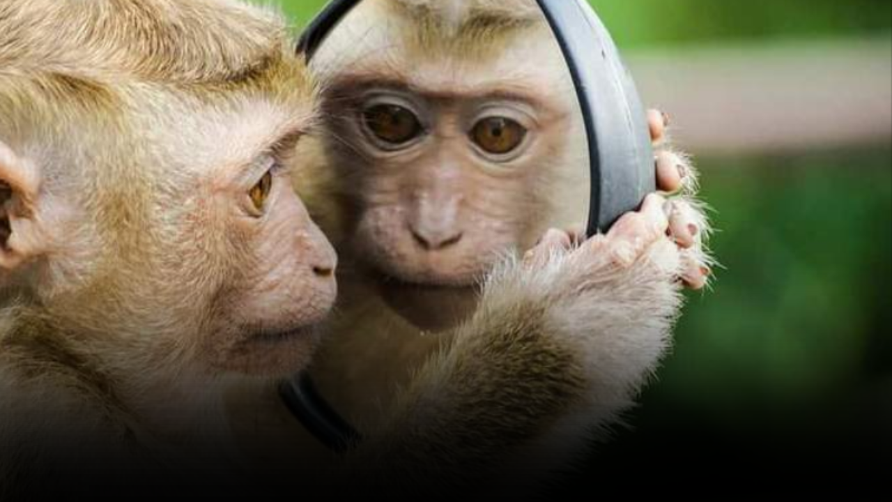 Scientists found that humans unconsciously mimic the facial expressions ...