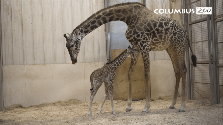 Columbus Zoo reveals name of Masai giraffe calf after fan vote