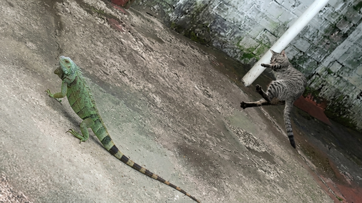 Watch what happens when a cat comes too close to an iguana