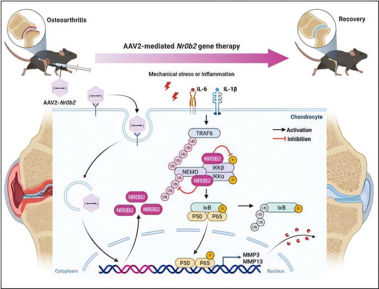 Key protein found to protect cartilage, offering new hope for ...