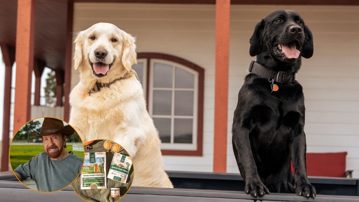 Chuck Norris's more human side: his love turned into dog food
