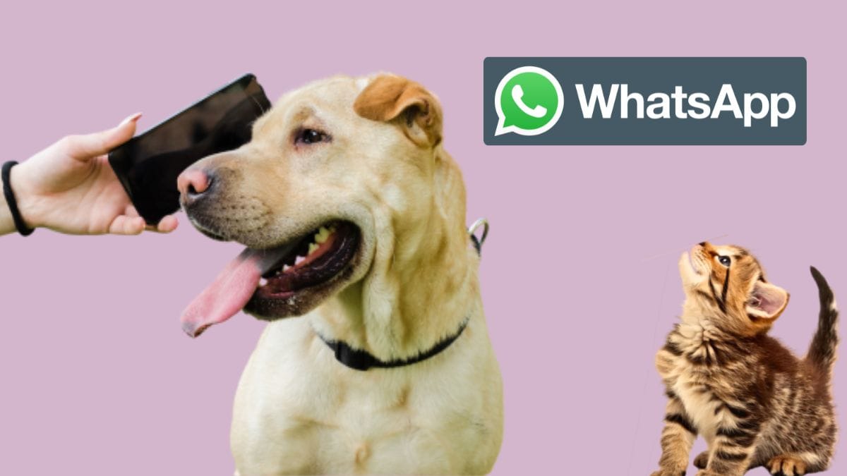 Únete ya al canal de WhatsApp de Wamiz y recibe cupones y productos ...