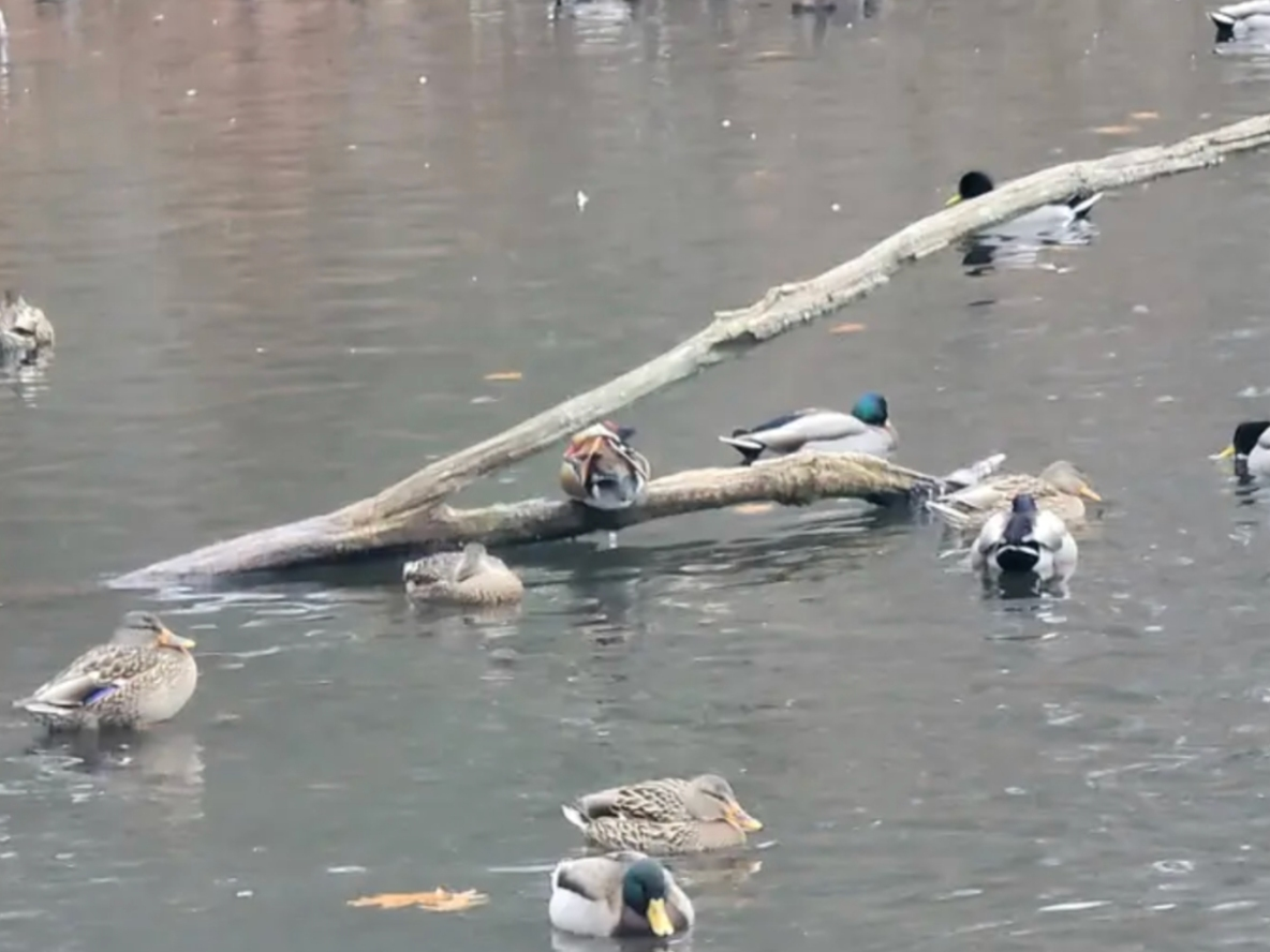SPCA confirms mandarin duck spotted in fall shot and killed by a hunter ...