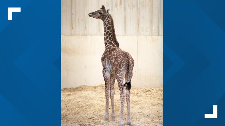Columbus Zoo announces name of baby Masai giraffe