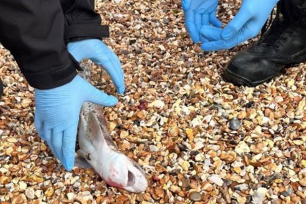 'Shark Tale' - Police officer rescues tiny dogfish while on patrol