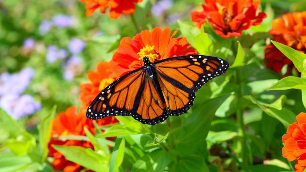Monarch population rises in Mexico, but California numbers fall near ...