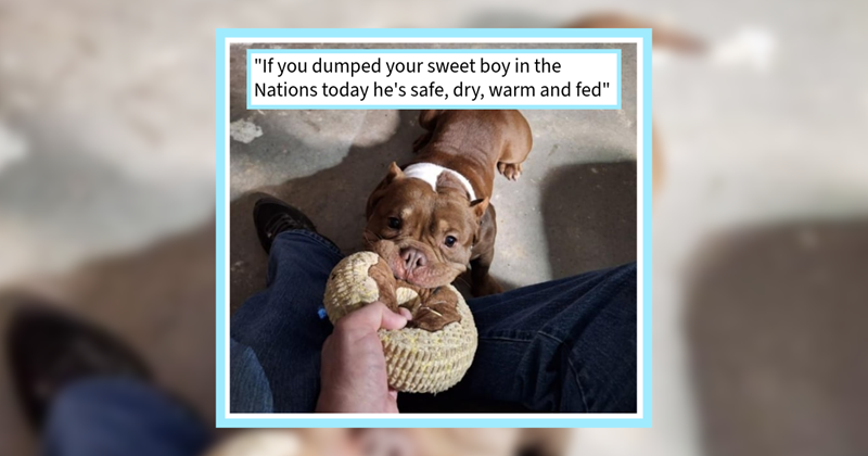 Dog who was abandoned by pawrent and dumped with blanket and pile of ...