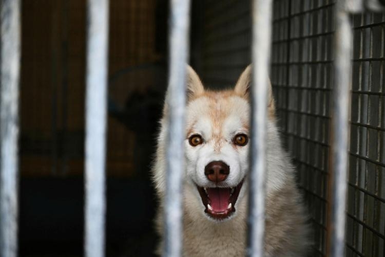 Accusée d’avoir abandonné son chien en fuyant Dubaï, une influenceuse ...