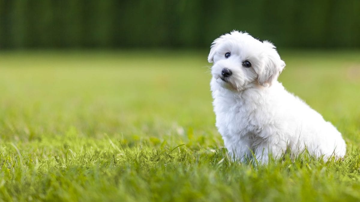 Perché Maltesi e Barboncini perdono meno pelo: le razze di cani che non ...