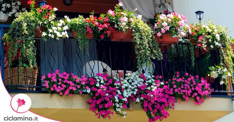 Benvenuta primavera! Tutti i fiori più belli e colorati da avere adesso ...