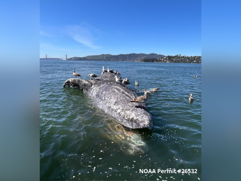 Dead whale found near Golden Gate Bridge was likely struck by boat