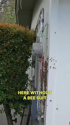 Why bees covered this solar breaker box in wax