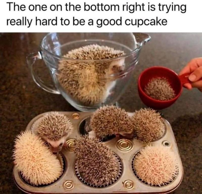 22 hedgehog memes to spike your mood in the sweetest way