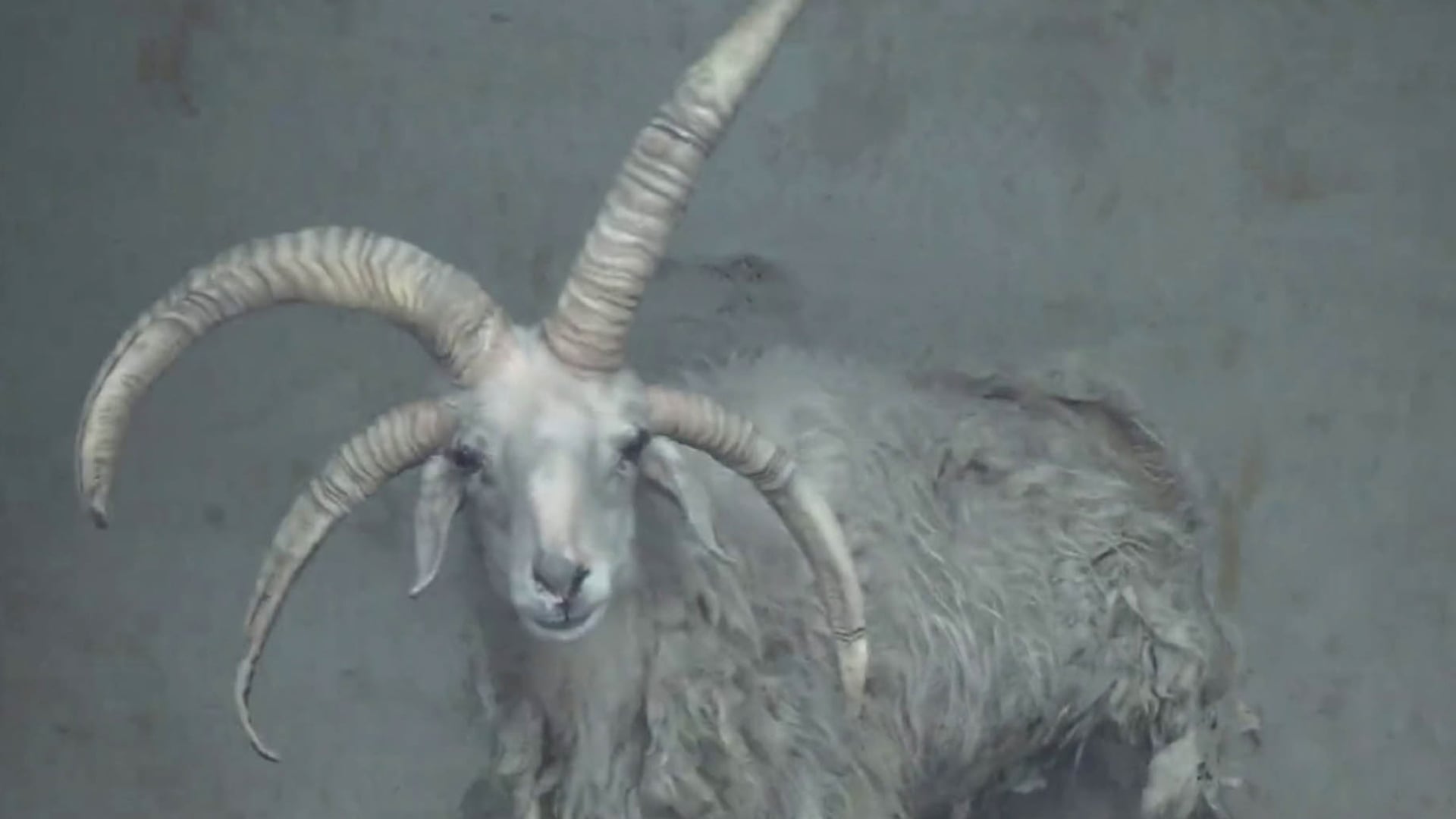 Rare four-horned sheep stuns onlookers at hidden mountain zoo