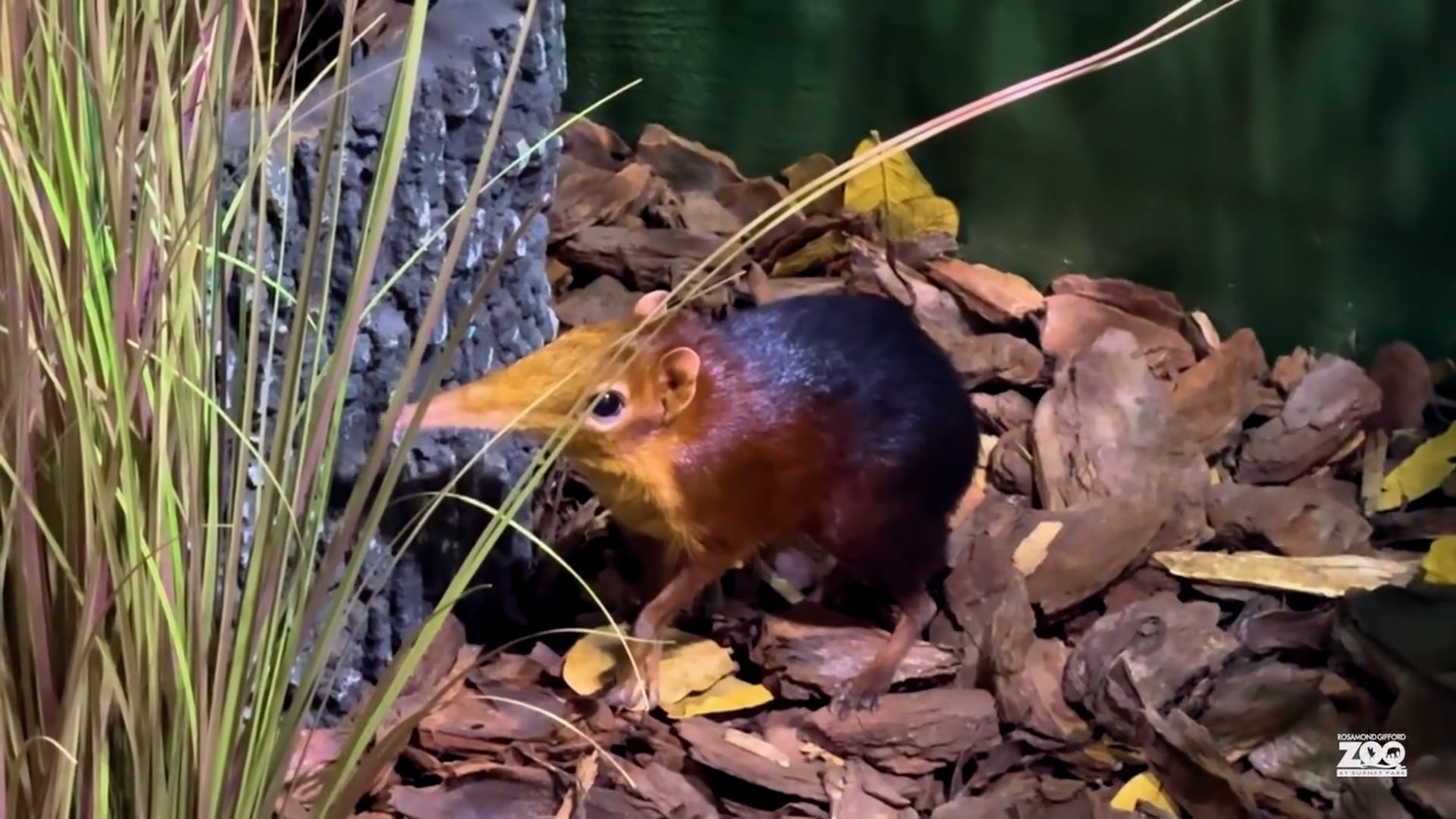 Adorable elephant shrews explore new habitat at Rosamond Gifford Zoo