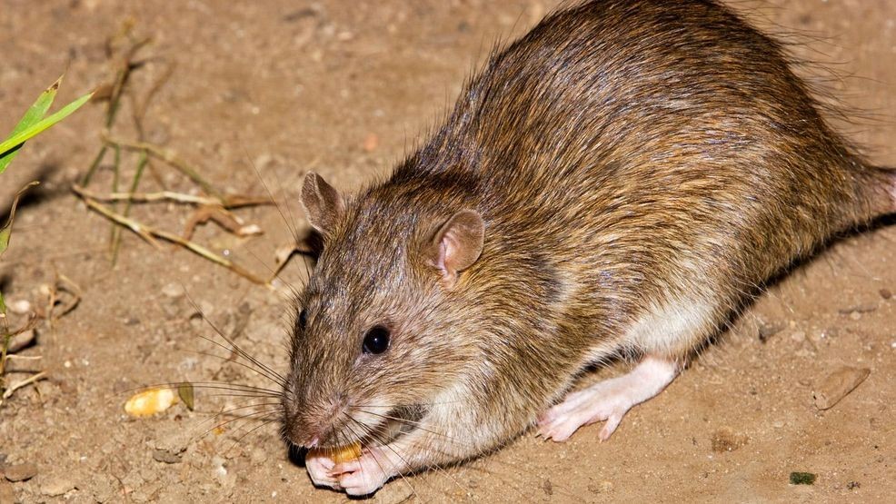 Idaho lawmakers reject bill to track rat infestations spreading from ...