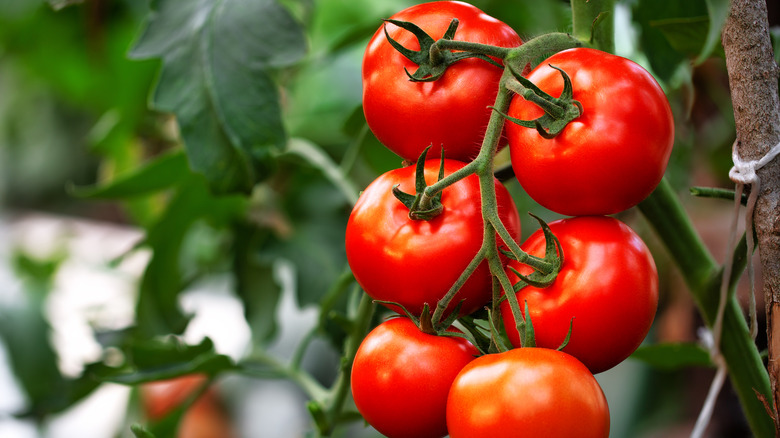 What are Early Girl tomatoes and how did they get their name?