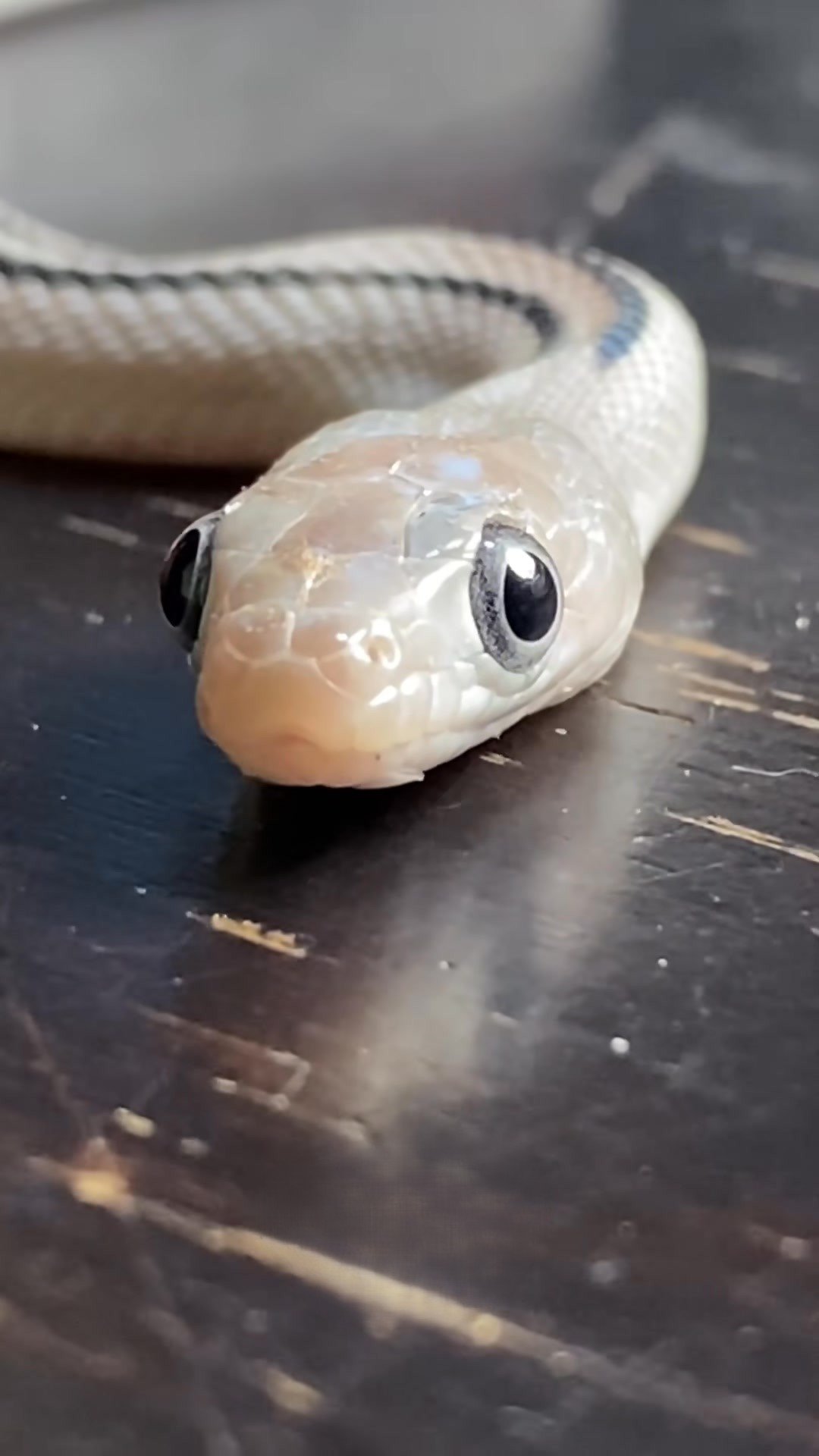 Googly eyed snake!