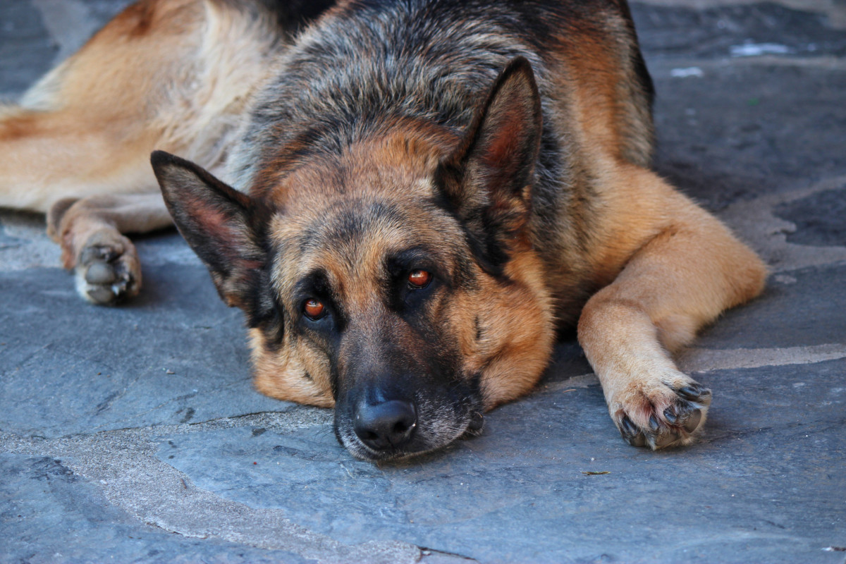 This adorable senior dog can barely see—but still loves every walk