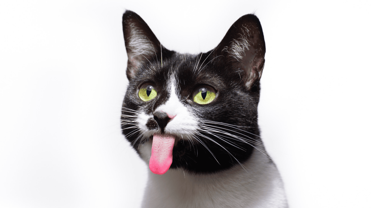 Things you do every day that hurt your cat without you realizing it