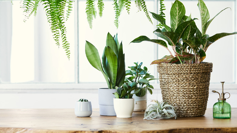 15 houseplants that will make your home smell amazing