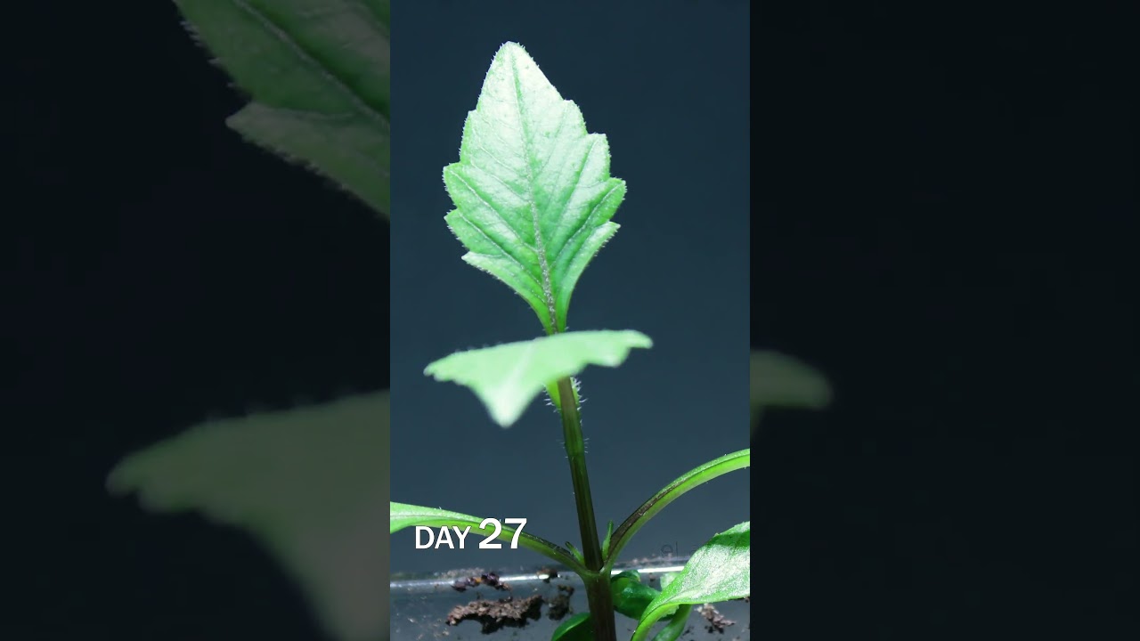 Dahlia seed sprouting time-lapse