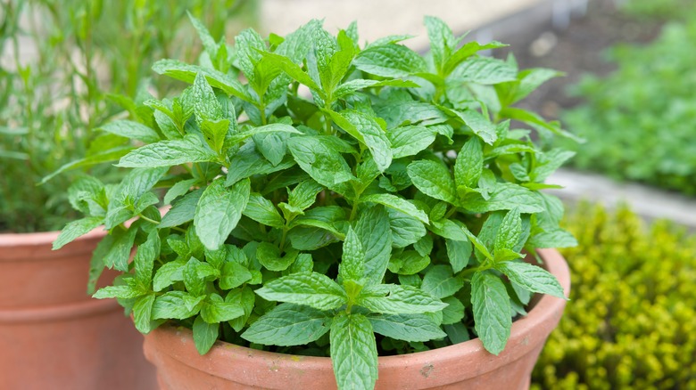 15 hearty plants perfect for raised planter boxes