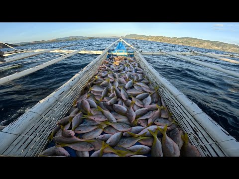 Une journée entière de pêche au harpon pour de gros poissons
