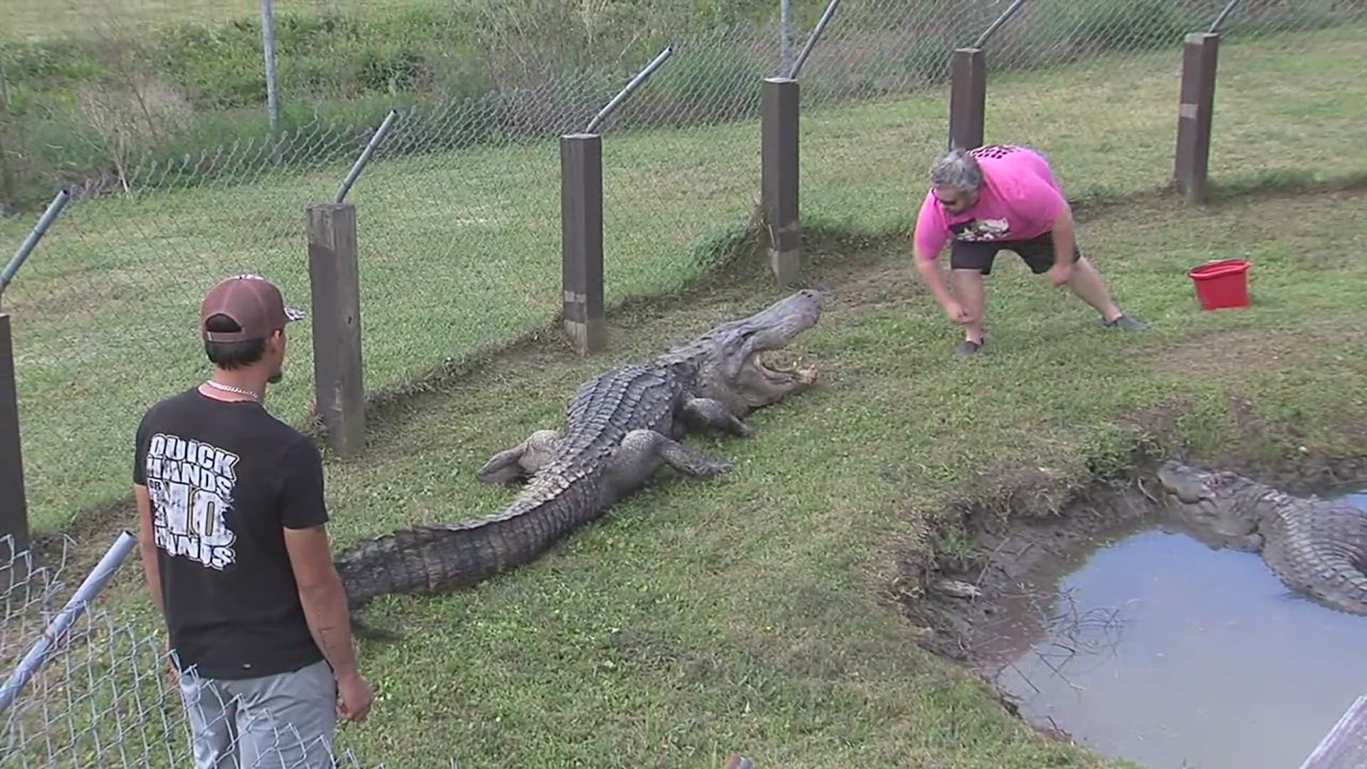 'Big Jasper' adjusts to his new home at Gator Country